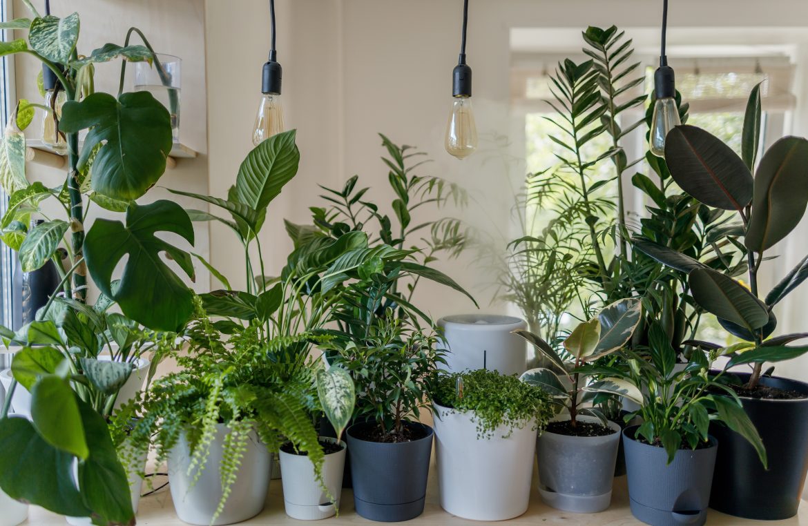 3 Types of Indoor Gardening: Which is Best for You? - Simple Happy Home